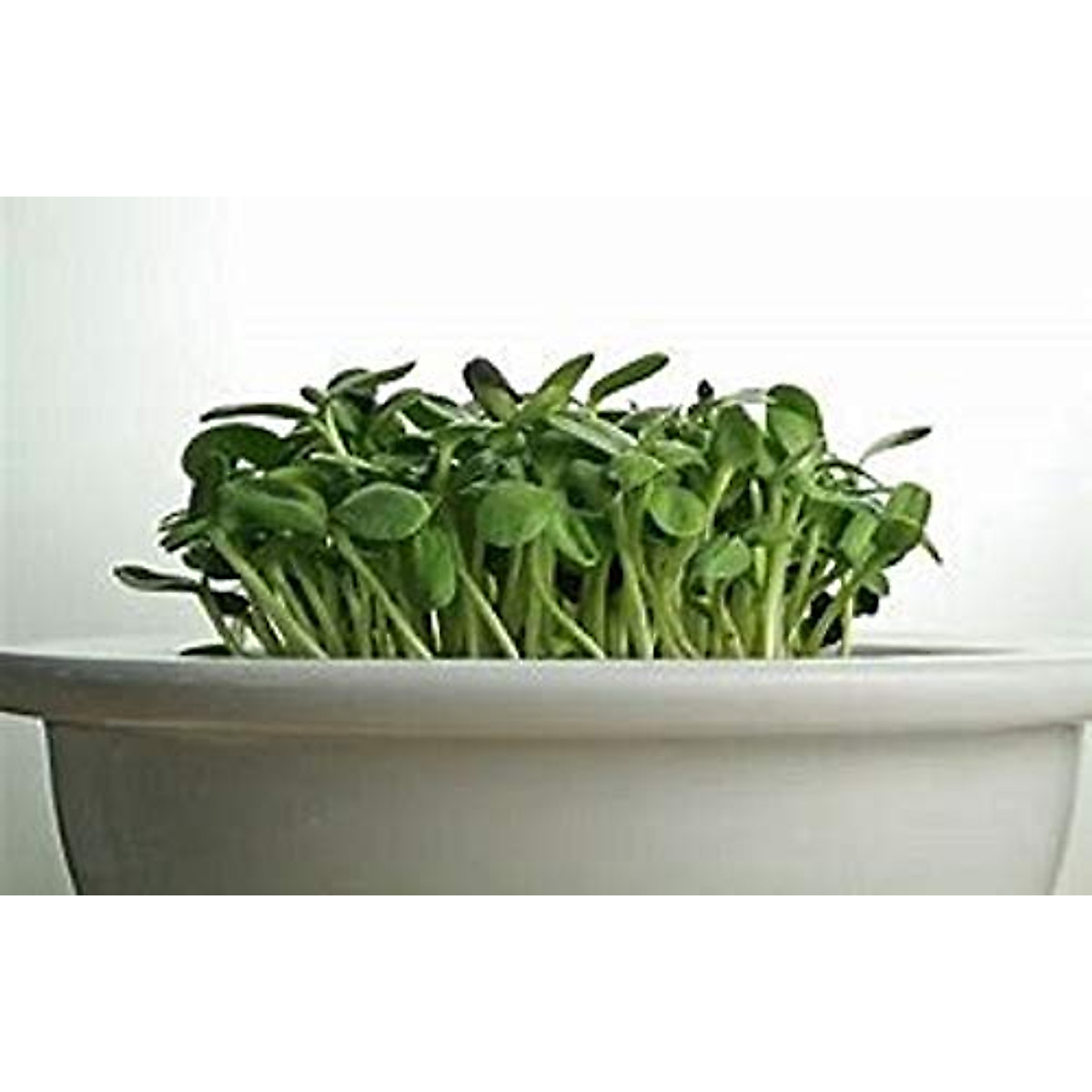 Sunflower Sprouting Seed, Non GMO -4 oz - Country Creek Acre Brand - Sunflower Seed for Sprouts, Garden Planting, Cooking, Soup, Emergency Food Storage, Gardening, Juicing, Cover Crop