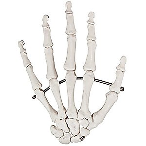 Axis Scientific Skeletal Hand | Left | Fully Articulated Flexible Hand Skeleton is Secured with Quality Wire to Demonstrate Movement | Includes Product Manual