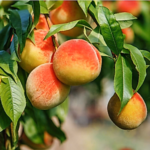 Bonanza Peach Seeds Large Fruit Sweet Delicious Flavor Juicy Ornamental Self-Pollinating Patio Container Garden Indoor Outdoor 10Pcs Fruit Tree Seeds by YEGAOL Garden