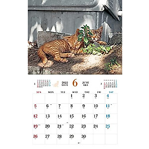 そとねこ (インプレスカレンダー2022)