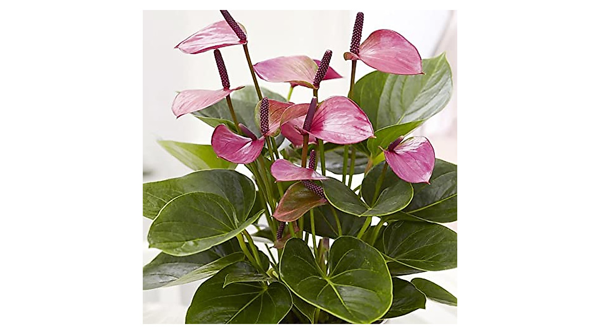 Buy Violet Anthurium Seeds for Indoor Air Purification & Decor