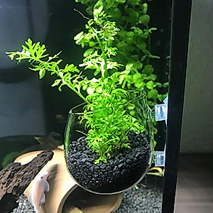 Crystal Glass Aquatic Plant Cup Pot Holder,Fashionclubs Aquarium Tank Live Plant Glass Pot Red Shrimp Holder with 2 Suckers,Fish Tank Aquascape Decor,2-Pack