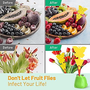 Fruit Fly Traps for Indoors and Outdoors:UWANTME Fruit Fly Killer with 12 Fruit Fly Sticky Traps, Easy to Use and Safe Food-Based Gnat Trap Reusable,2 Pack