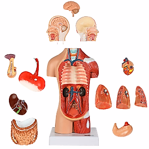 Axis Scientific 14-Part Unisex Micro Torso Anatomy Teaching Model, Includes Teaching Booklet