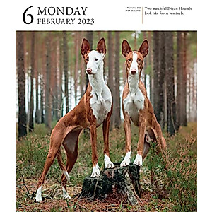Dog Page-A-Day Gallery Calendar 2023: An Elegant Canine Celebration