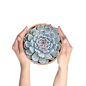 Terra Cotta Pots, Laergin 6.43 Inch Shallow Terra Cotta Clay Pots with Drain Hole Terra Cotta Plant Pot with Drainage Hole, Ceramic Plant Pots for Indoor/Outdoor Plants(6 Pack)