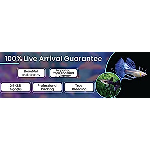 D&A Tropical Live Fish - ABINO Platinum Guppy Live Fish, Female and Male Guppies Live Fish for Aquariums, Live Fish Freshwater (1 Trio (1 Male,2 Female))