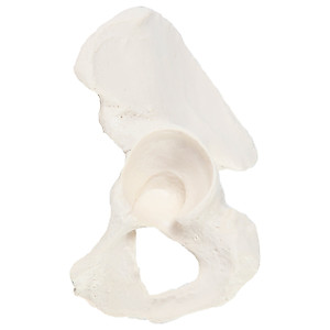 Axis Scientific Hip Bone Model | Left | Cast from a Real Human Coxal Bone l Hip Bone Model Has Realistic Texture and Important Bony Landmarks | Includes Product Manual
