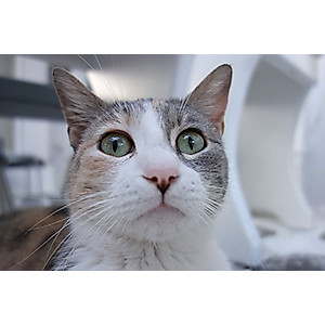 Sony Cyber-shot Rx100 with 3.6x Zoom - International Version (No Warranty)