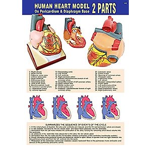 2023 Newest Design Life Size Human Heart Model,2-Parts 1:1 Anatomical Heart Model On Diaphragm and Pericardium Base,34 Anatomical Structures Teaching Science Models for Classroom and Cardiology Study
