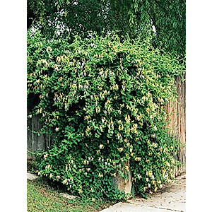 100 PCS Seeds Bonsai Garden Plants Chinese Honeysuckle Vine Lonicera Japonica Seeds