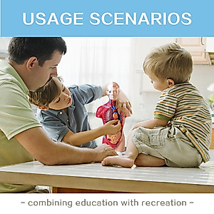 NEW HORIZON Human Anatomy Torso Model 10.5 Inch Anatomical Assembly Model of Human Organs 15 PCS Removable Organs School Medical Education Display with Detailed Installation Manual