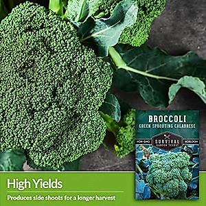 Survival Garden Seeds - Green Sprouting Calabrese Broccoli for Planting - Packet with Instructions to Plant and Grow Delicious Superfood Veggies Your Home Vegetable Garden - Non-GMO Heirloom Variety