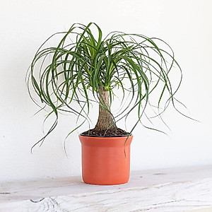 United Nursery Ponytail Palm Live Bonsai Plant, Elephants Foot Indoor Outdoor Easy Care, Low Maintenance House Plant in 6 inch Cream Décor Pot, Fresh from Our Farm