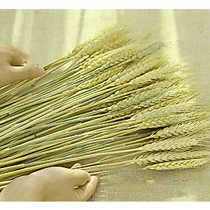 TooGet Dried Wheat Sheaves Stalks Bouquet Bundles, 100 Stems Natural Ear of Wheat Grain Flowers Dry Grass Bunch DIY Arrangements for Home Wedding Store Decorative