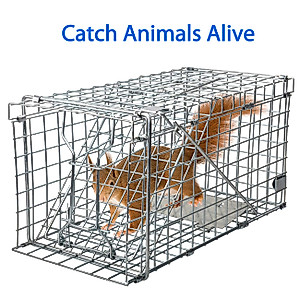 Gingbau Live Animal Trap for Squirrels