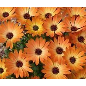African Daisy Flake Flower Seeds, 1500+ Seeds Per Packet, (Isla's Garden Seeds), 85% Germination Rate, Non GMO & Heirloom Seeds, Scientific Name: Dimorphotheca sinuata