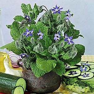Outsidepride Borago Officinalis Borage Herb Garden Flowering Plants Great for Bee Pollination - 1 OZ