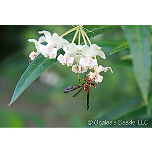 Butterfly Milk Weed Balloon Plant, Butterfly Garden, Butterfly Weed, Hairy Balls, Fur Balls, Cotton-Bush, Oscar, Giant Swan Milkweed, Asclepias Physoca (24+ Seeds) Grown in and Shipped from The USA.