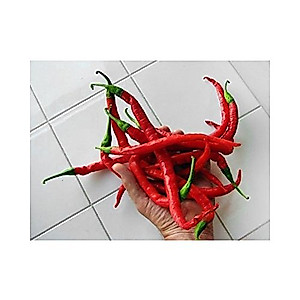 30+ Cow Horn Hot Pepper Seeds Heirloom Non-GMO Spicy, 10" Long, Productive! from USA