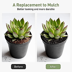 GASPRO 2.5lbs Lava Rocks for Plants, 1/5 Inch Black Gravel for Succulent, Cactus, Bonsai Tree, Pure Volcanic Rocks, Top-Dressing, Good Drainage