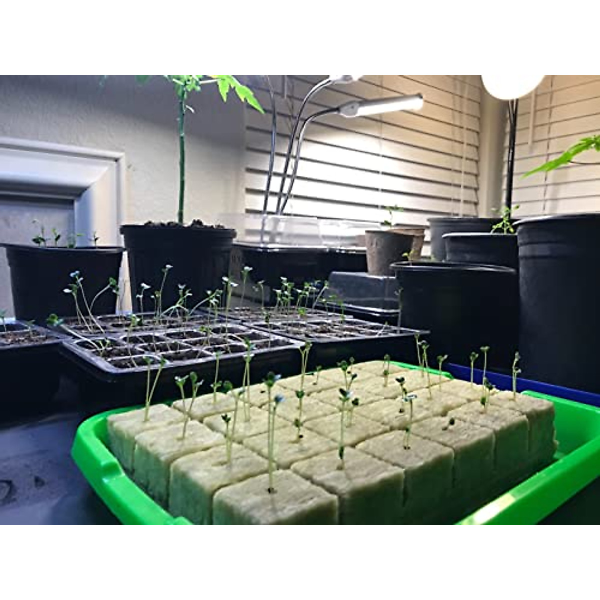 Garden Rockwool Grow Cubes Starter Plugs,for Soilless Culture, Seed Starter, Ideal Hydroponic Grow Media (1.5in-49pcs)