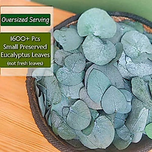1600+ Small Preserved Real Eucalyptus Leaves, 100% Natural Bulk Eucalyptus, Biodegradable Wedding Leaves Confetti for Anniversaries, Birthday, Graduation, Bridal Showers, Baby Shower Party Decor