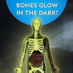 NATIONAL GEOGRAPHIC Human Body Model for Kids That Glows in The Dark - 32-Piece Interactive Anatomy Model with Bones, Organs, Muscles, Stand, Forceps & ID Chart, Anatomy and Physiology Study Tools