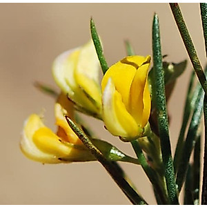 CHUXAY GARDEN Rooibos Seed,Aspalathus Linearis,Bush Tea,Red Tea 100 Seeds Lovely Yellow Flowers Grows in Garden and Pots Great for Making Tea