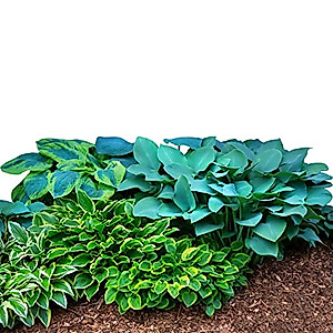 Hosta 'Bumper Crop Mix' (10 Pack) Plant Bareroots for Gardening - Mixed Colors for Shady Gardens, Professional Growers from Easy to Grow