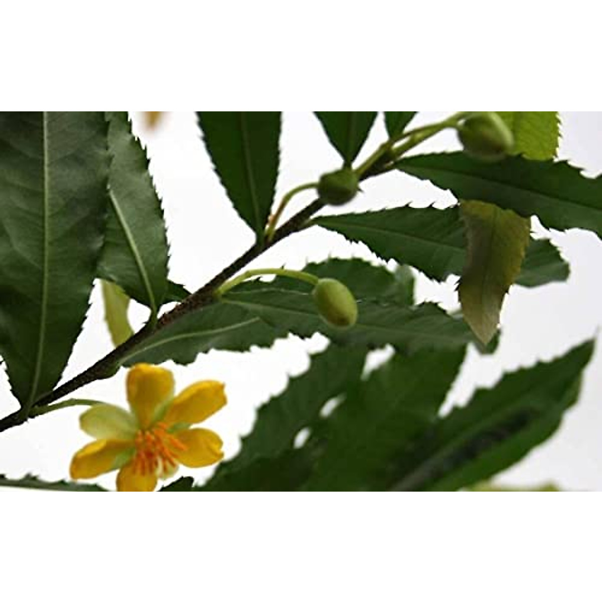 9EzTropical - Ochna Serrulata Mickey Mouse - Mai Lá Nhỏ - 1 to 2 Feet Tall - Ship in 6" Pot