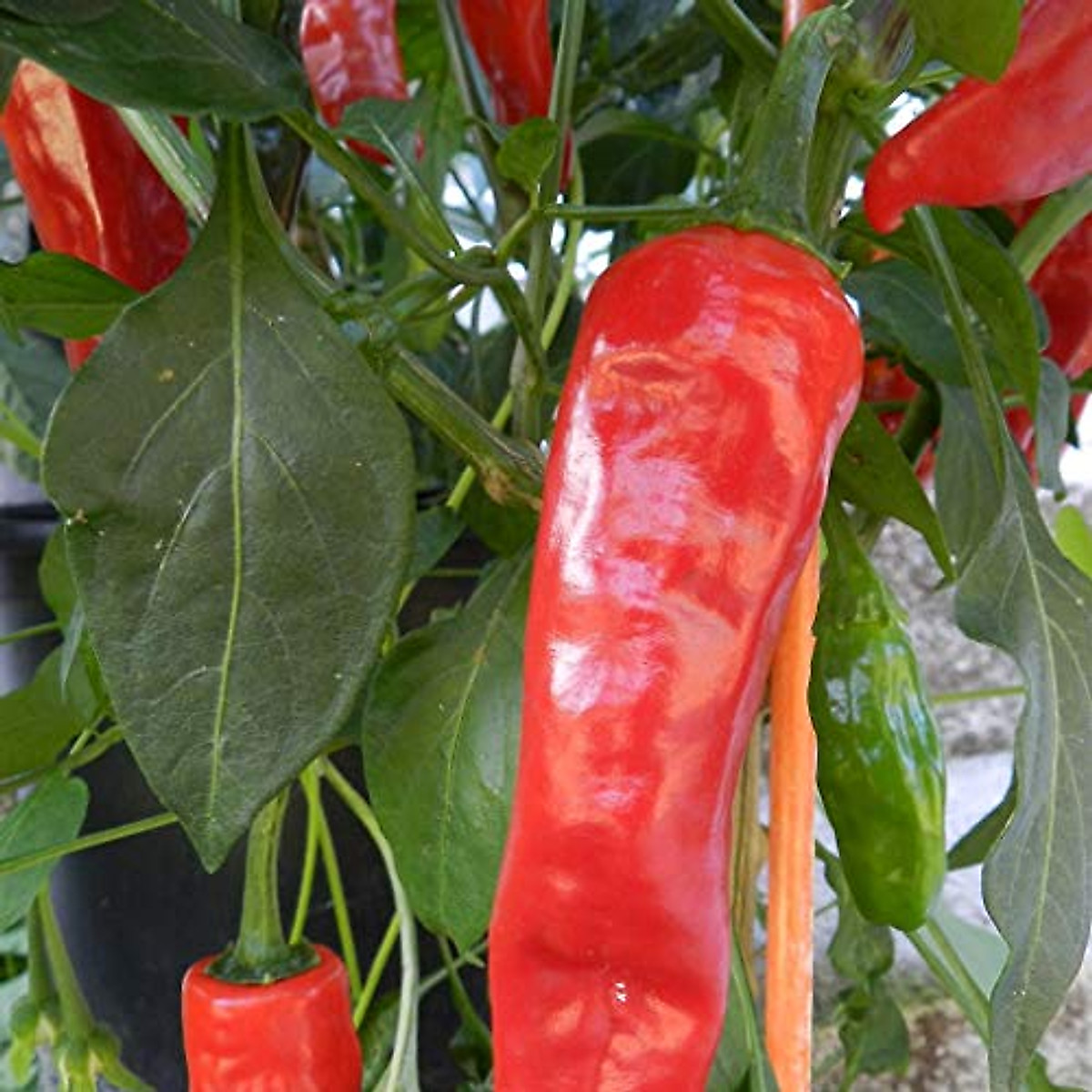 Big Jim Supersized Hot Pepper Seeds for Planting, 100+ Heirloom Seeds Per Packet, (Isla's Garden Seeds), Non GMO Seeds, Botanical Name: Capsicum annuum, Great Home Garden Gift