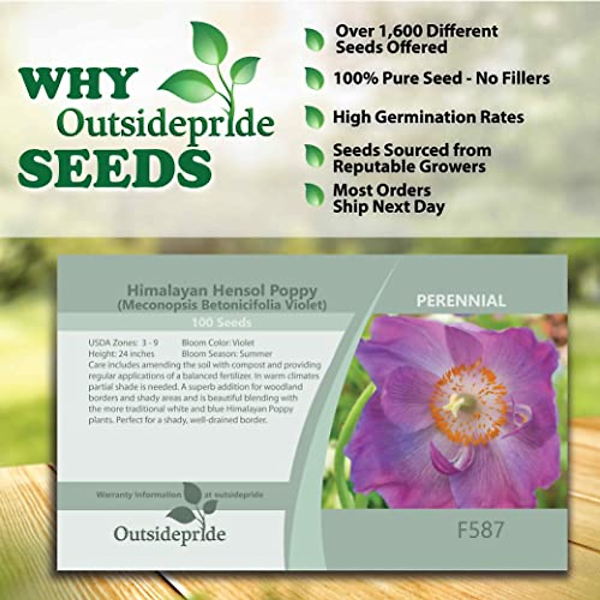 Outsidepride Perennial Himalayan Violet Poppy Meconopsis Garden Flower Plants - 100 Seeds
