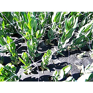 Tenax 100521793 Hortonova SM Plant Trellis Net, 48" x 328' White