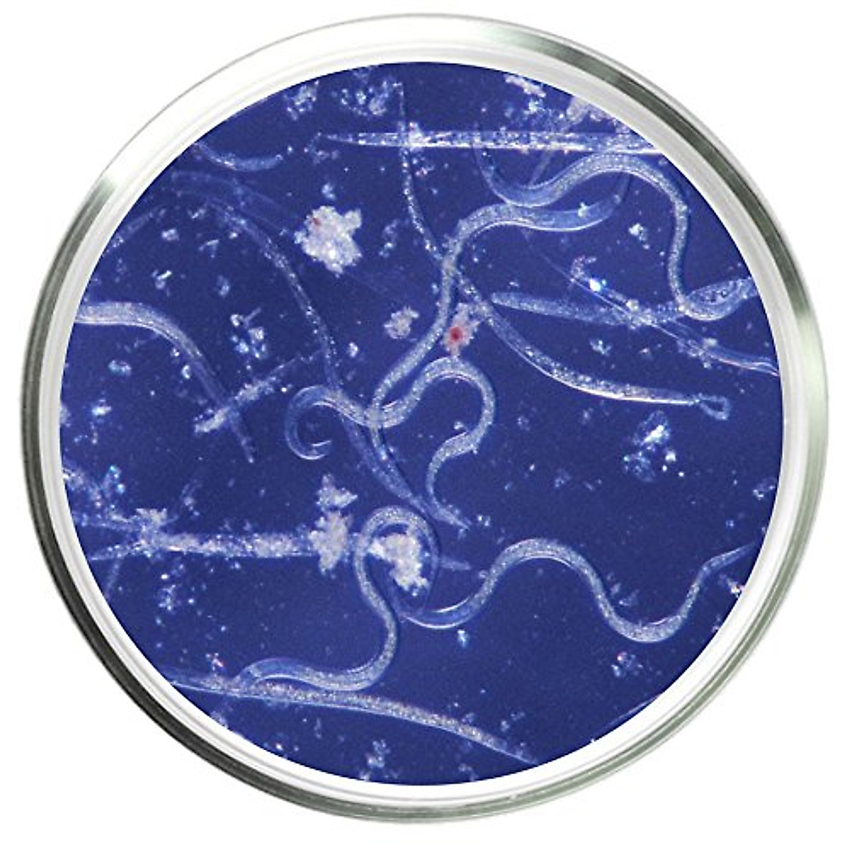 Bug Sales 10 Million Live Beneficial Nematodes Hb & Sf - Kills Over 200 Different Species of Soil Dwelling and Wood Boring Insects.