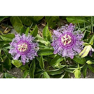 9GreenBox - Maypop Purple Passion Flower - 4'' Pot Live Plant Ornament Decor for Home, Kitchen, Office, Table, Desk - Attracts Zen, Luck, Good Fortune - Non-GMO, Grown in The USA