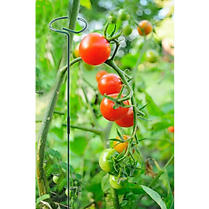 YEENIM 5 Pcs Plant Support Stakes, 30 Inch (15.75"+15.75") Tall Single Stem Plant Sticks, Garden Stake for Indoor Outdoor Flowers Amaryllis Tomatoes Peony Lily Rose Narcissus