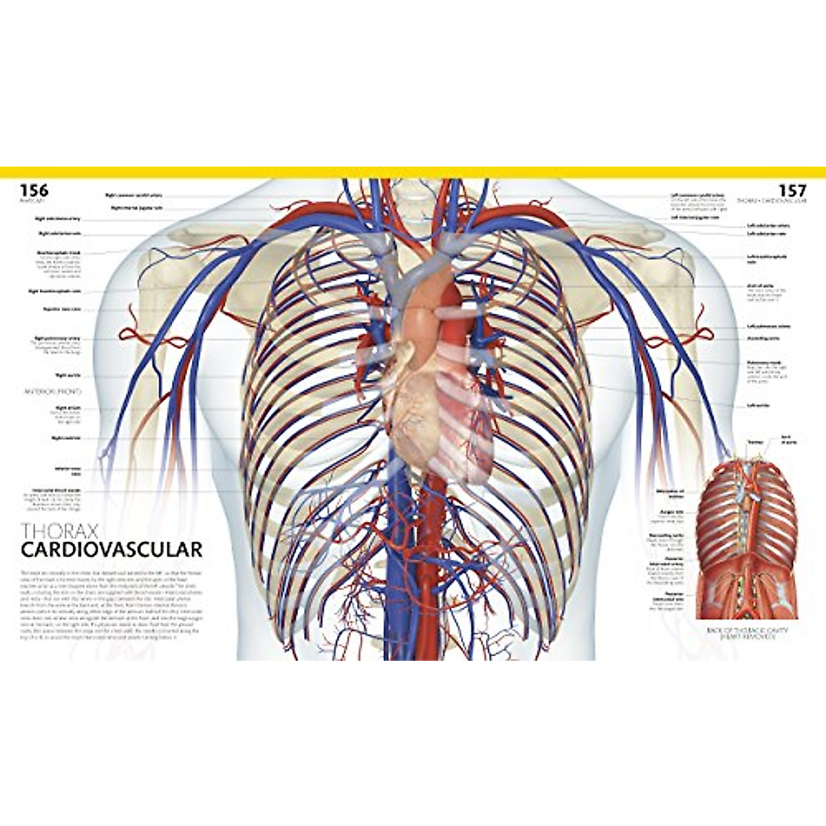 The Complete Human Body, 2nd Edition: The Definitive Visual Guide (DK Human Body Guides)