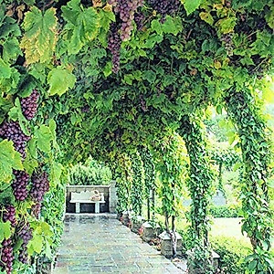 Adorox 7.5 Ft Metal Arch (Two Way Assemble) for Wedding Garden Bridal Party Decoration Arbor (Black)