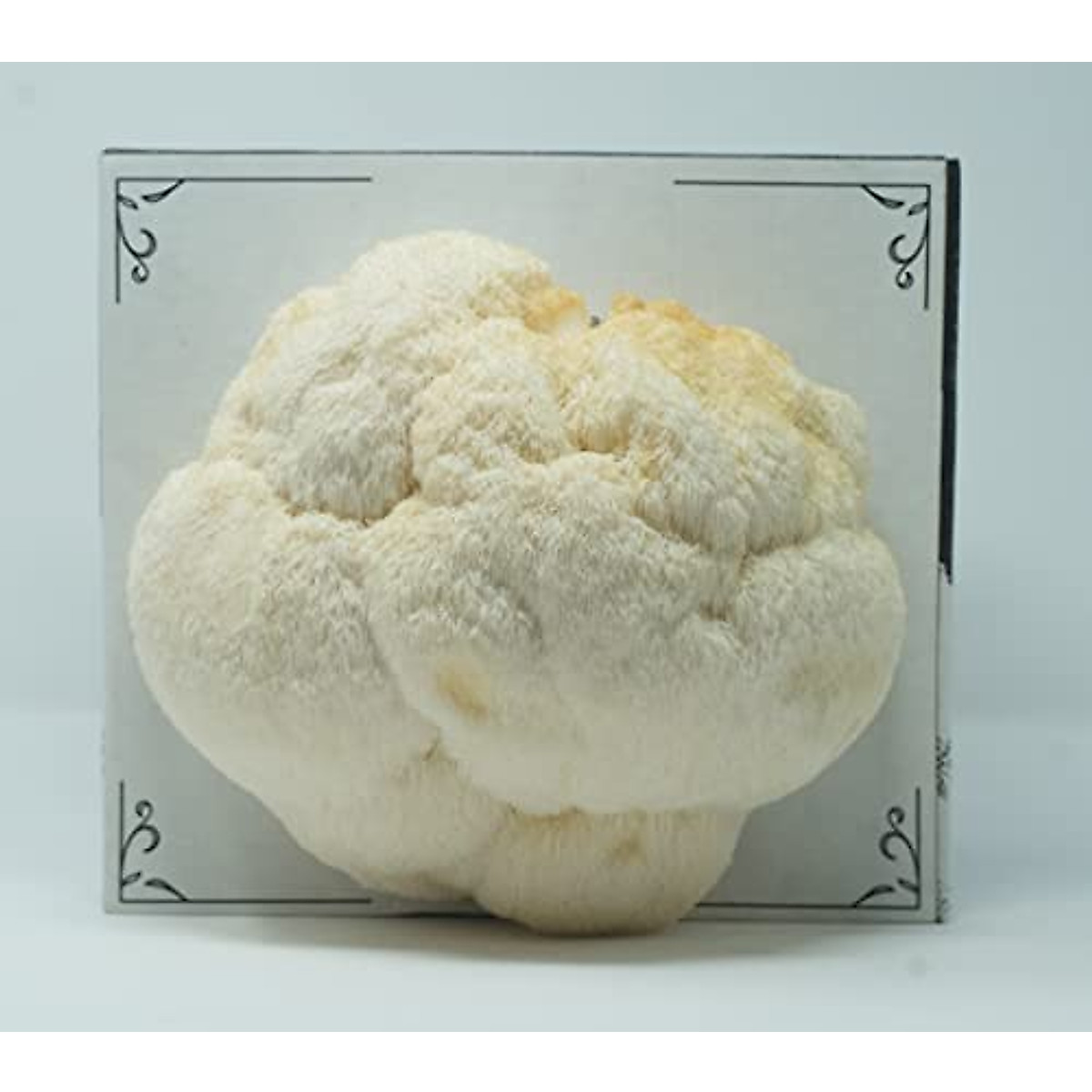 Hodgins Harvest Extra-Large Lion's Mane Mushroom Grow Kit (7lbs) | USDA Certified Organic | Grow Your Own Delicious Gourmet Mushrooms at Home