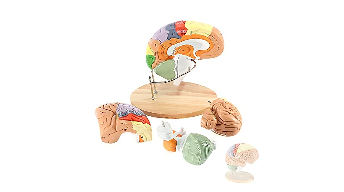 BEAMNOVA Human Brain Model - Enhanced Learning Tool