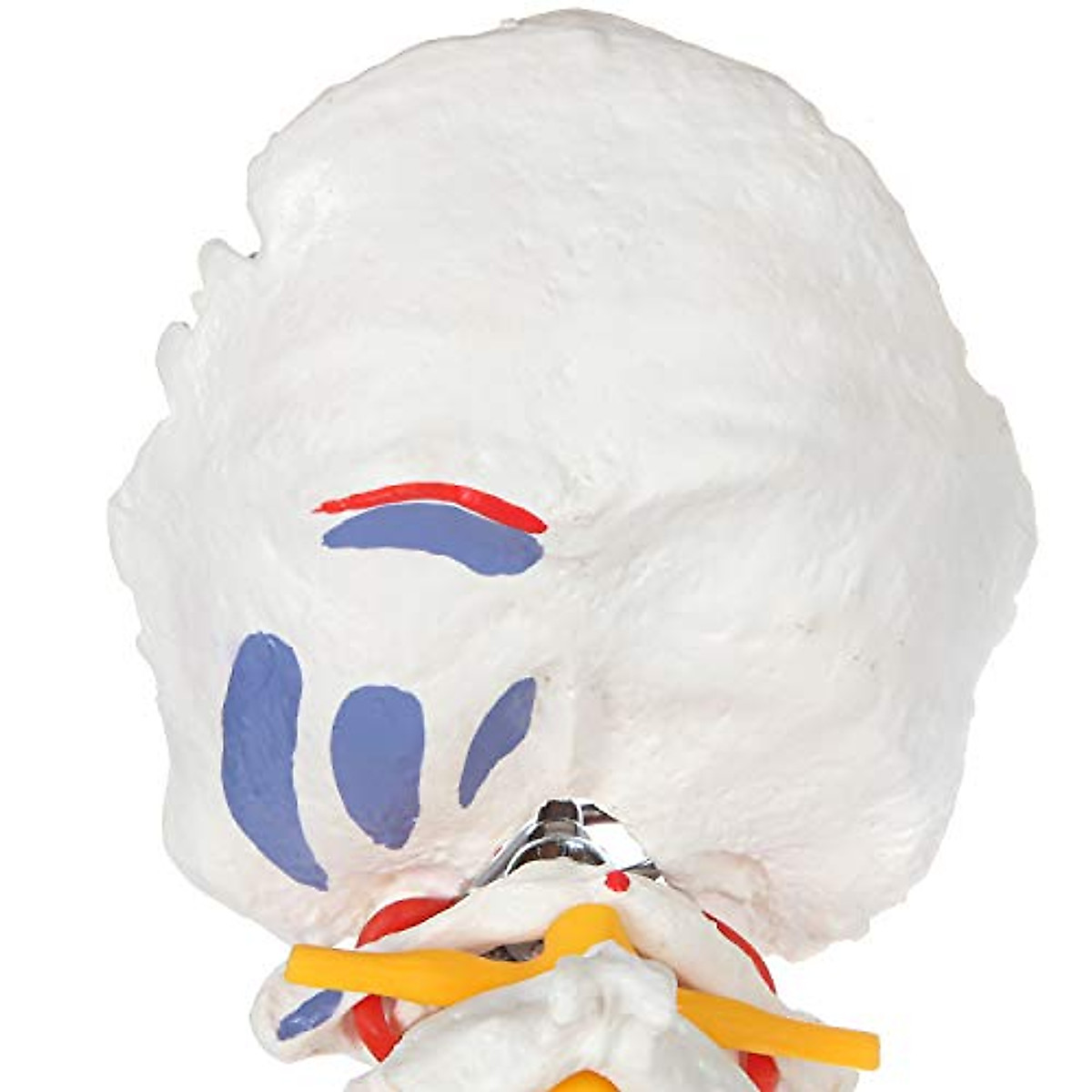 Axis Scientific Painted Flexible Spine Model, 36" Life Size Spinal Cord Anatomy Model Demonstrates Muscle Origins,Insertion Points,Vertebrae, Nerves, Arteries, Lumbar Column, Includes Stand