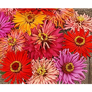 Zinnia Cactus Flowered Mix Seeds - B266 (286 Seeds, 2 Grams)