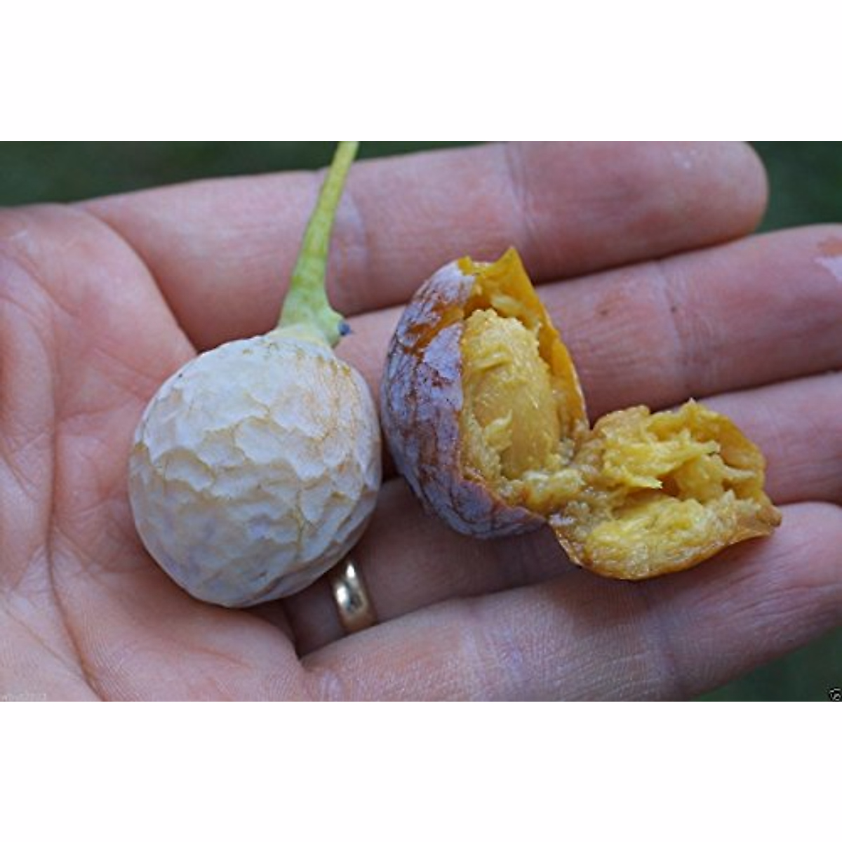 GINKGO BILOBA Plant Seeds"Maidenhiar tree" Can make an excellent bonsai(5 seeds)