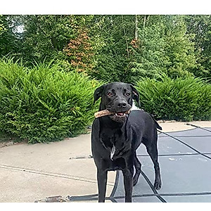 WhiteTail Naturals | Large, Whole Elk Antlers for Dogs | Dog Chews | Naturally Shed Antler Bone Chew Toy