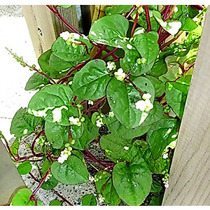 30+ Malabar Red Stem Spinach Seeds Herb Heirloom Non-GMO Phooi Leaf, Red Vine, Alugbati, Vietnamese,from USA