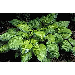 Guacamole Hosta - TriStar Plants - Plantain Lily - 1 Quart Pot, Healthy Established Roots, Shade Garden Plant, Fast Growing Tree, Attracts Pollinators