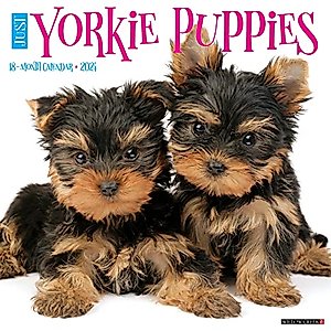 Willow Creek Press Yorkie Puppies Monthly 2024 Wall Calendar (12" x 12")