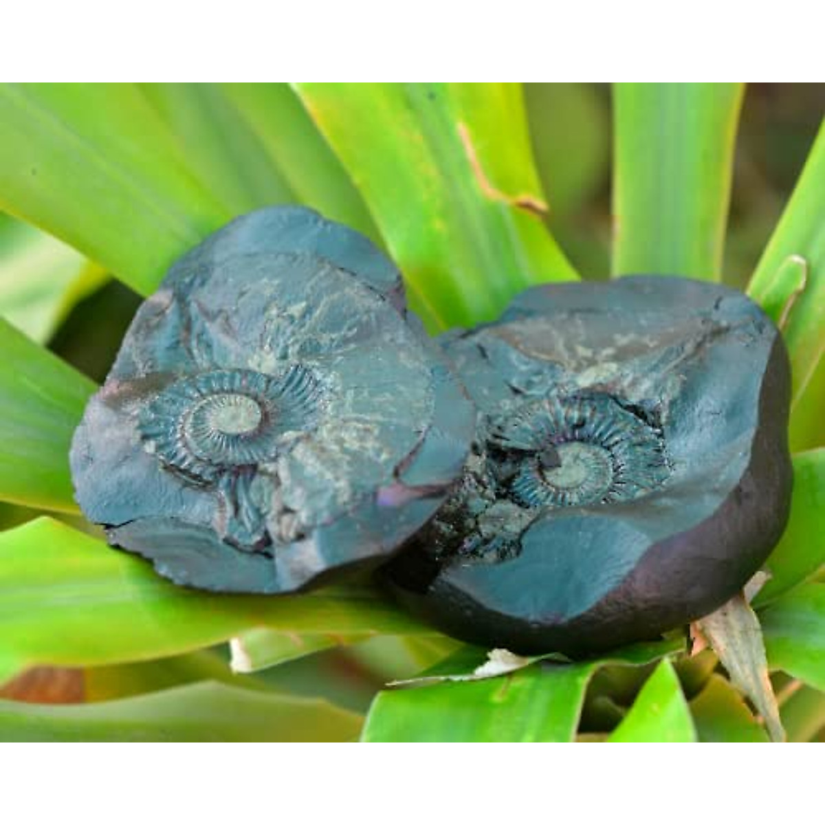 Vishnu Shaligram,2.5"X2.25"Inch Mahavishnu Shaligram, Shaligram Shila, Gandaki River Nepal, Shaligram Stone, Religious Gift, Shaligram from Nepal-I-6052