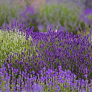 5000+ Provence Lavender Seeds Non-GMO Heirloom Garden Home for Planting, Blue